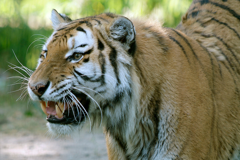 Bedreigde diersoorten - Ouwehands Dierenpark