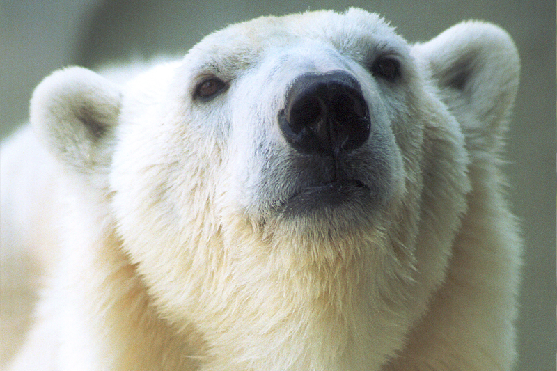 Bedreigde diersoorten - Ouwehands Dierenpark