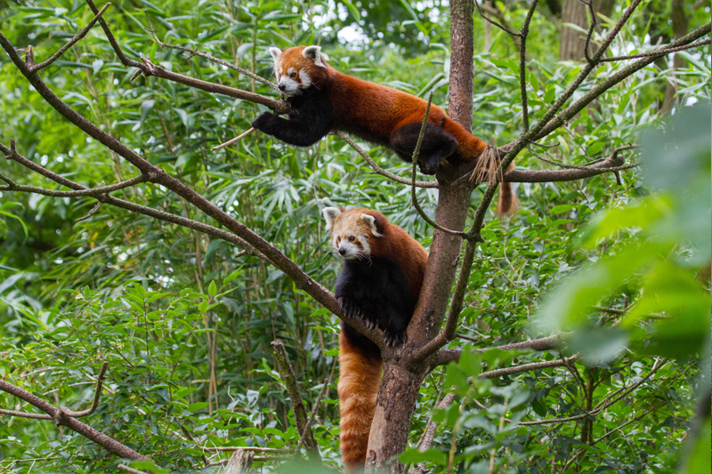 Bedreigde diersoorten - Ouwehands Dierenpark