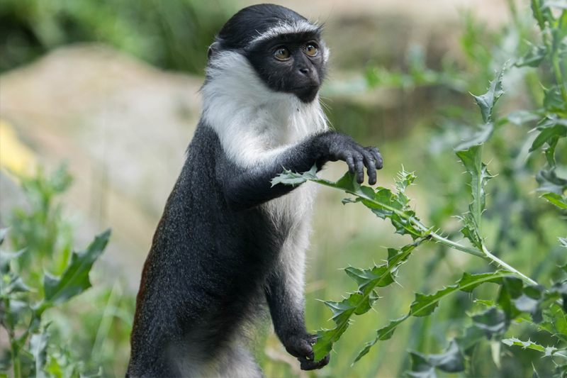 Bedreigde diersoorten - Ouwehands Dierenpark