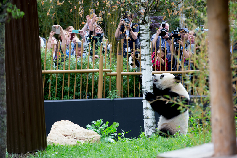 Pandasia officieel geopend, reuzenpanda's nu te zien! - Ouwehands ...