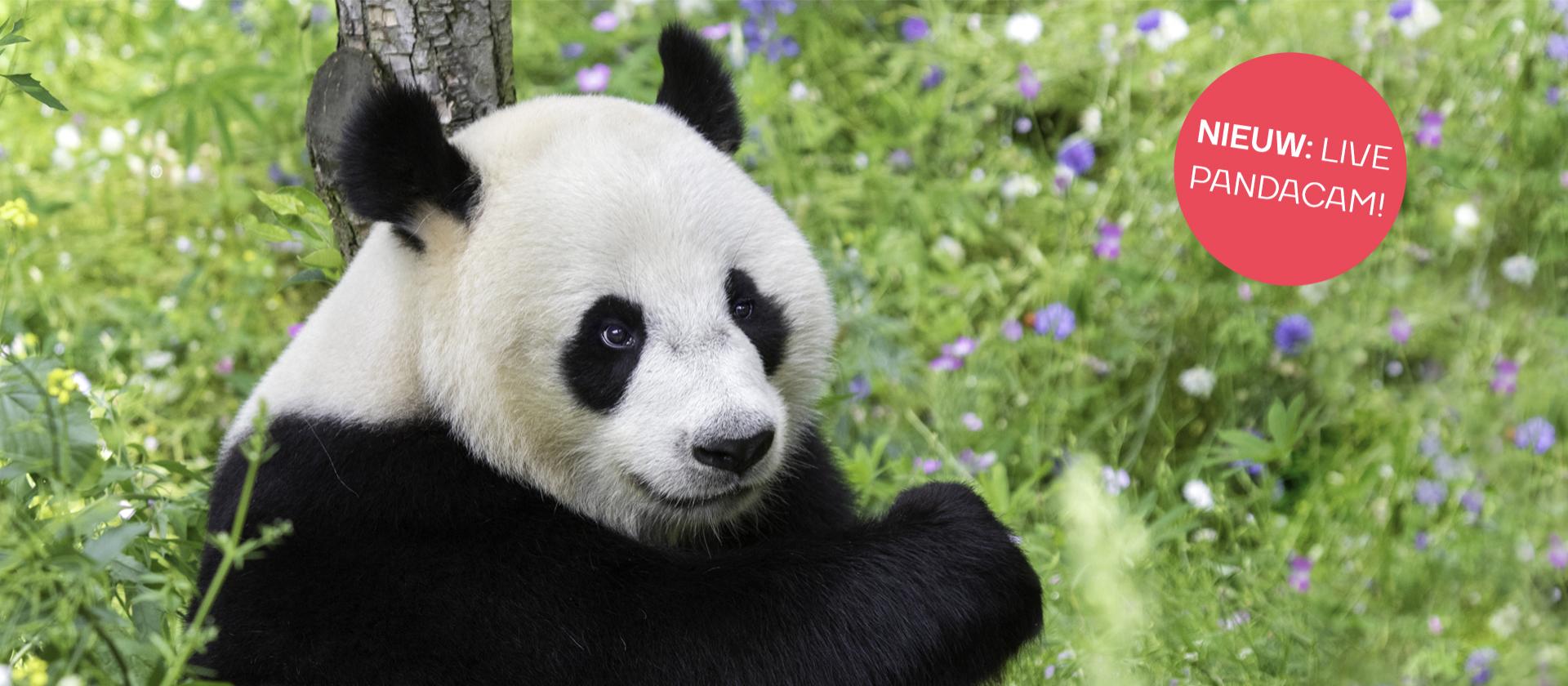 Vol dierbare ontmoetingen - Ouwehands Dierenpark