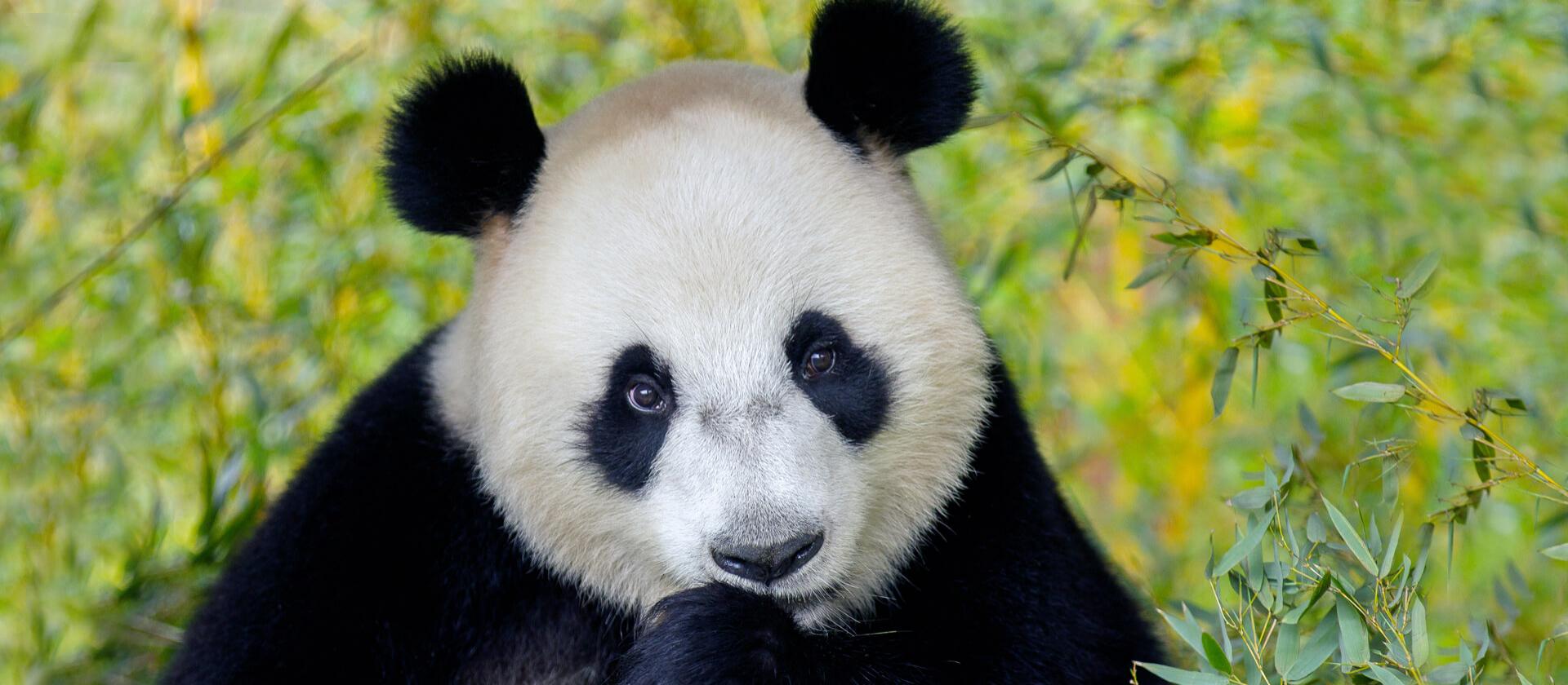 Pandasia - Ouwehands Dierenpark