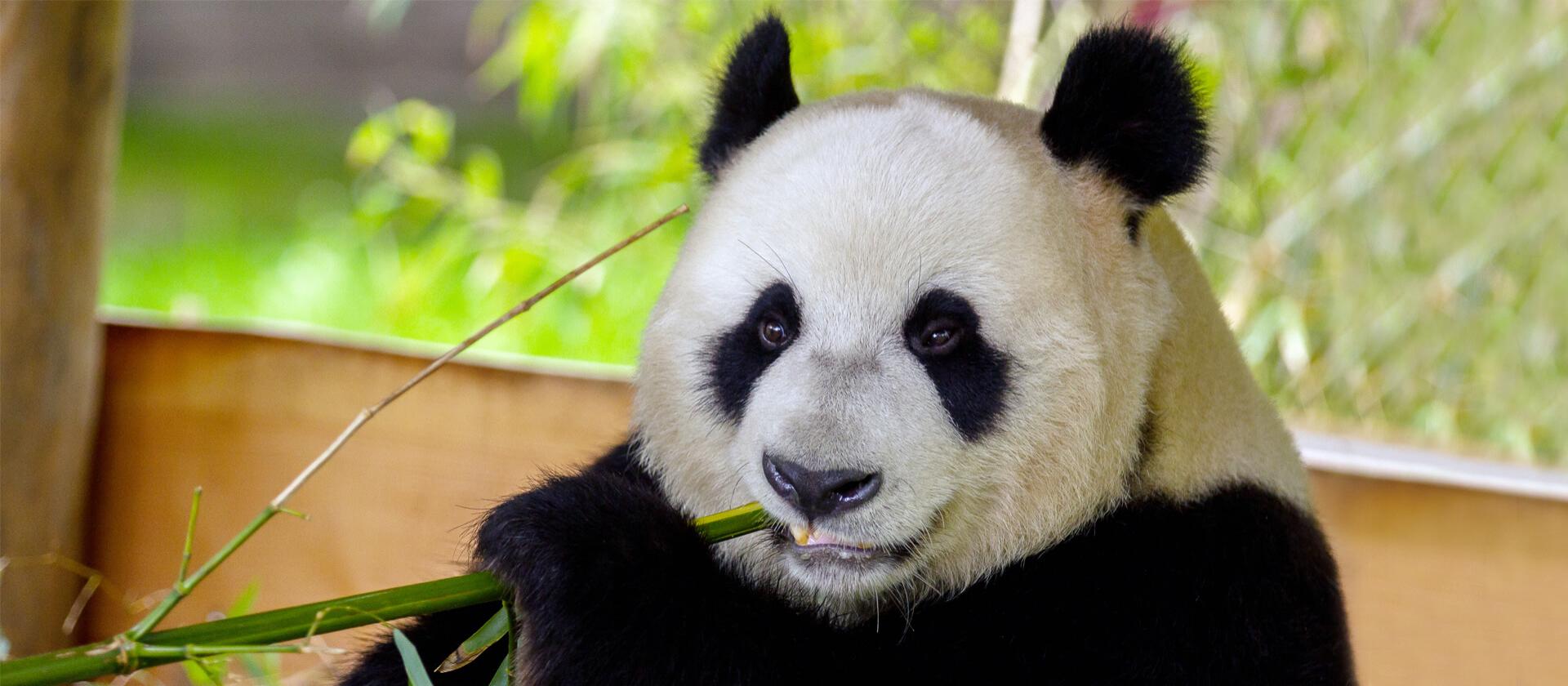 Pandasia - Ouwehands Dierenpark