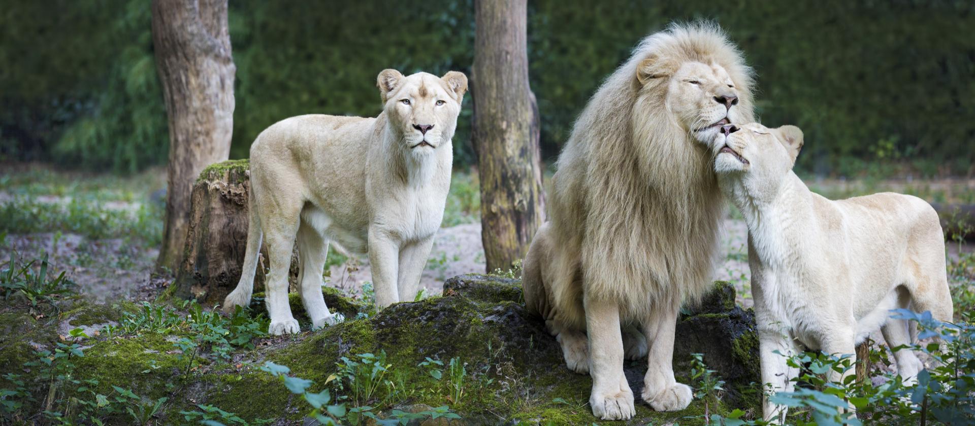 Zoo Avontuurlijk! - Ouwehands Dierenpark