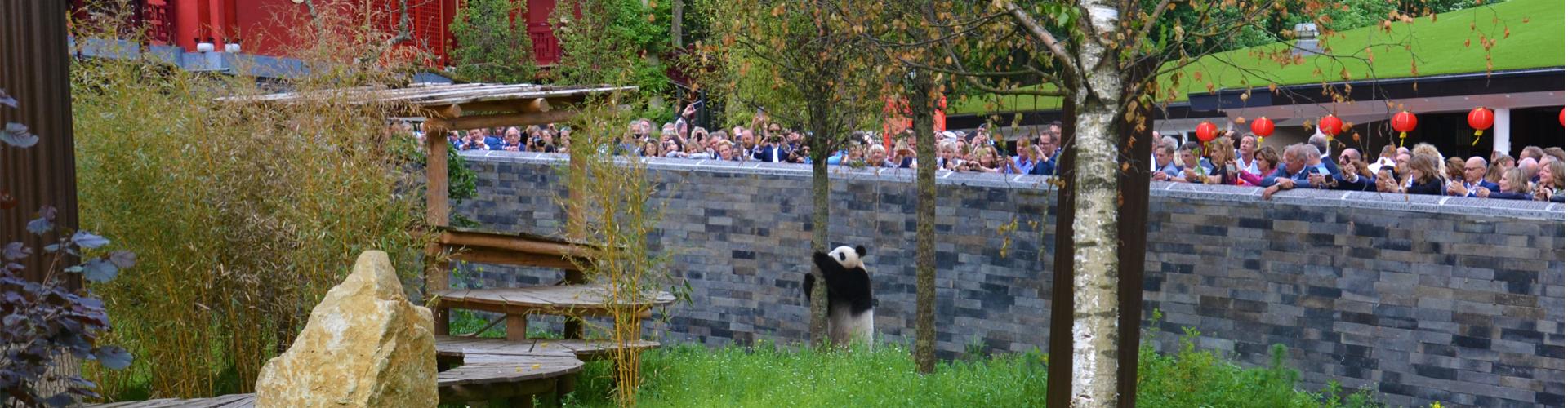 Pandasia officieel geopend, reuzenpanda's nu te zien! - Ouwehands ...
