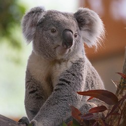 Ouwehands Dierenpark wordt eerste dierentuin in Nederland met koala’s ...