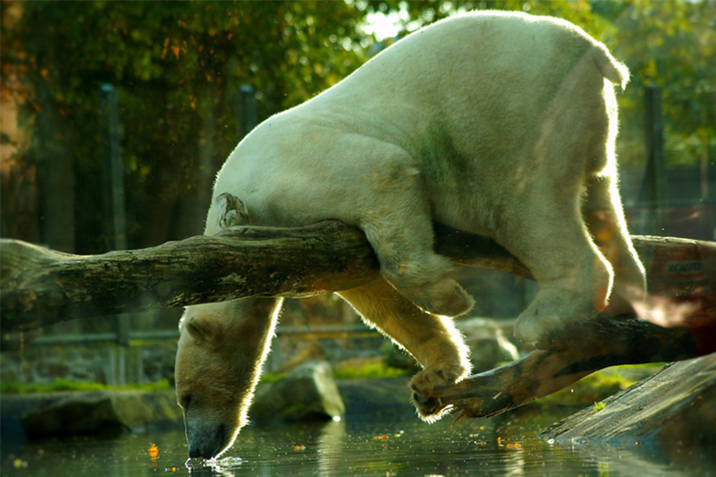 Vol dierbare ontmoetingen - Ouwehands Dierenpark