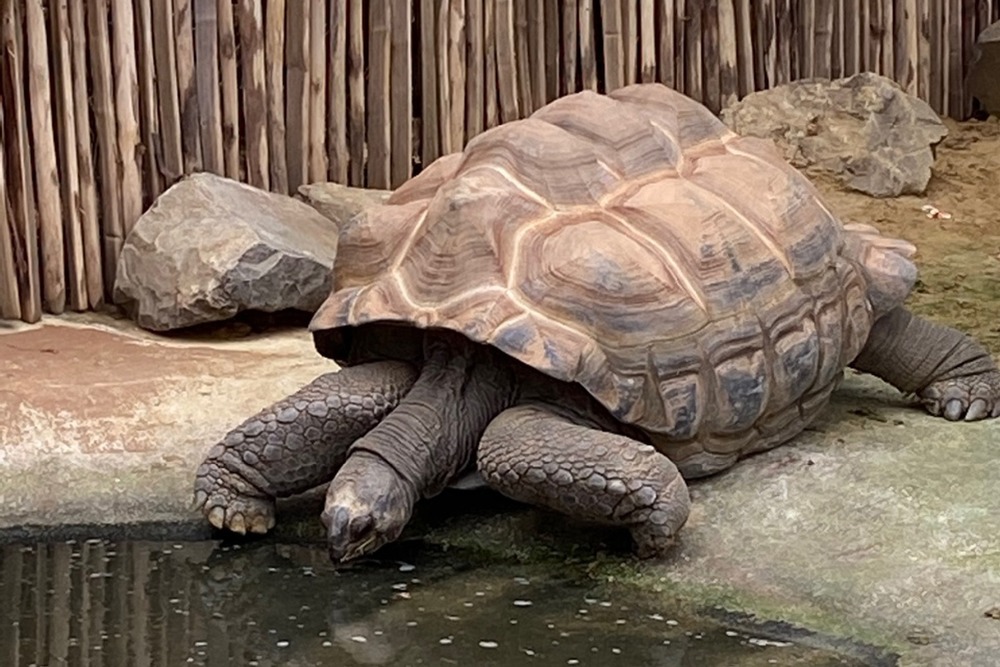 Vol dierbare ontmoetingen - Ouwehands Dierenpark