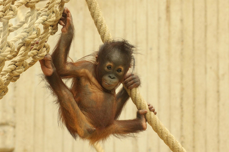 Zoo Avontuurlijk! - Ouwehands Dierenpark