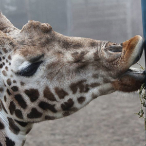 Zoo Avontuurlijk! - Ouwehands Dierenpark